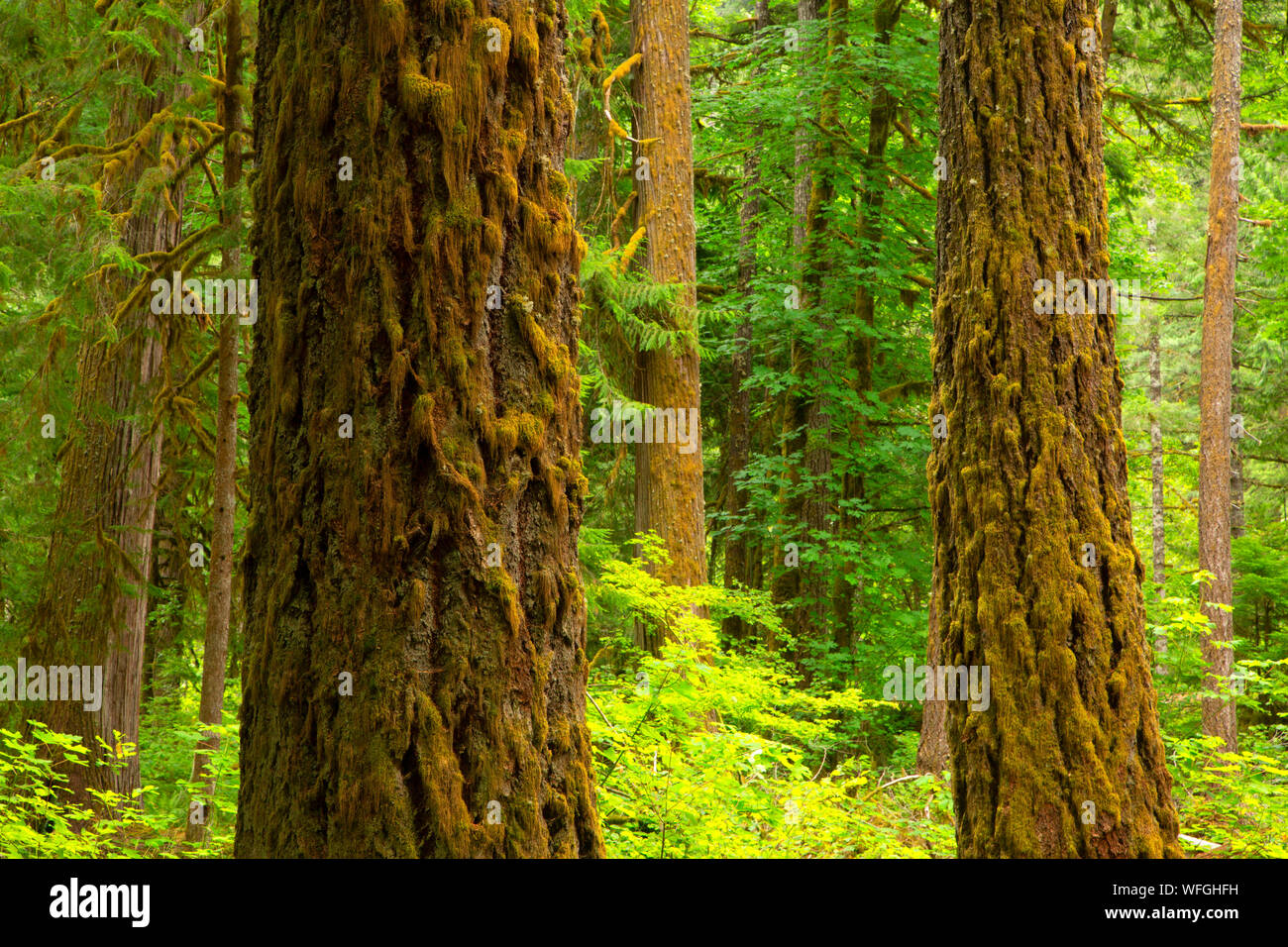 Ancient forest by Oak Fork Clackamas River, Mt Hood National Forest ...