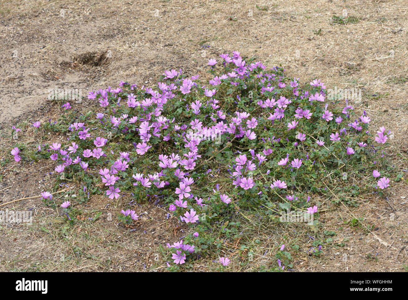 Dwarf Mallow (Malva neglecta) grwing on waste ground, Portcawl, Wales ...