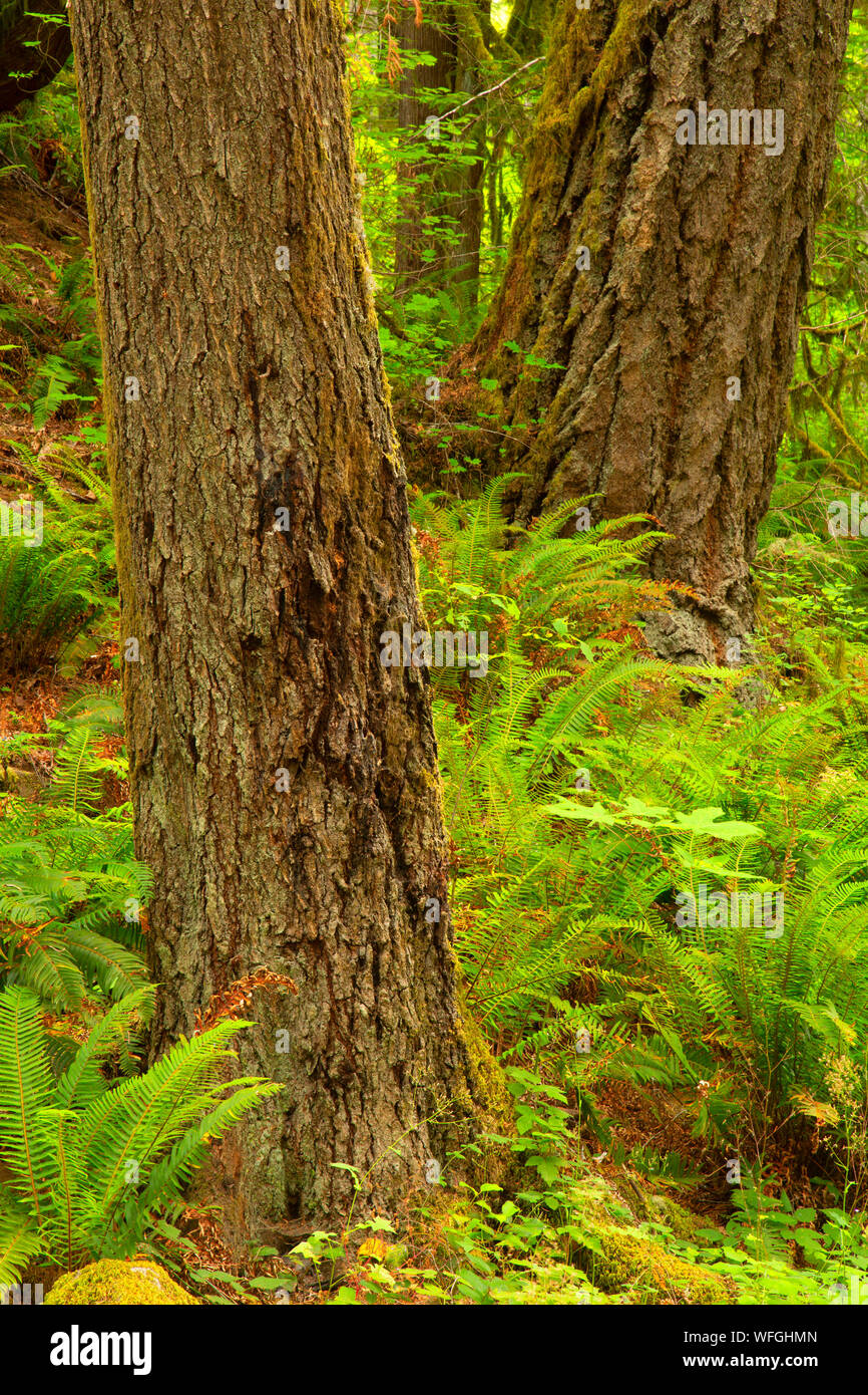 Ancient forest, Roaring Wild and Scenic River, West Cascades Scenic ...
