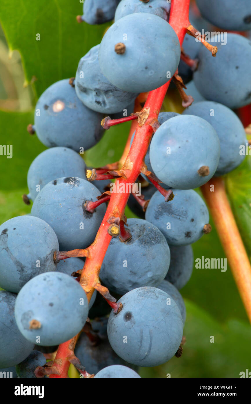 Oregon grape berries, Roaring Wild and Scenic River, West Cascades ...