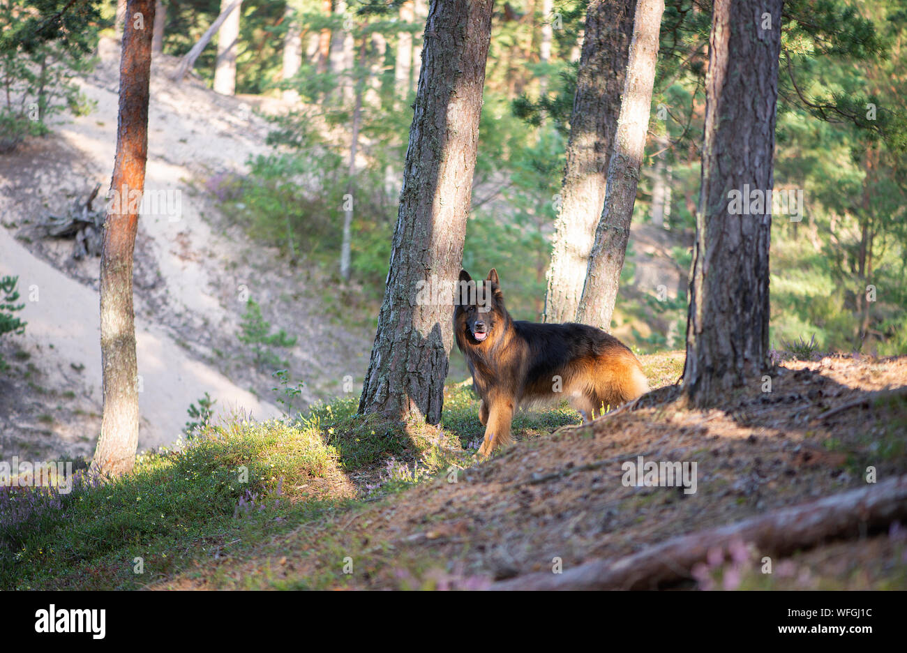 German Shepherd dog walking forest Stock Photo - Alamy