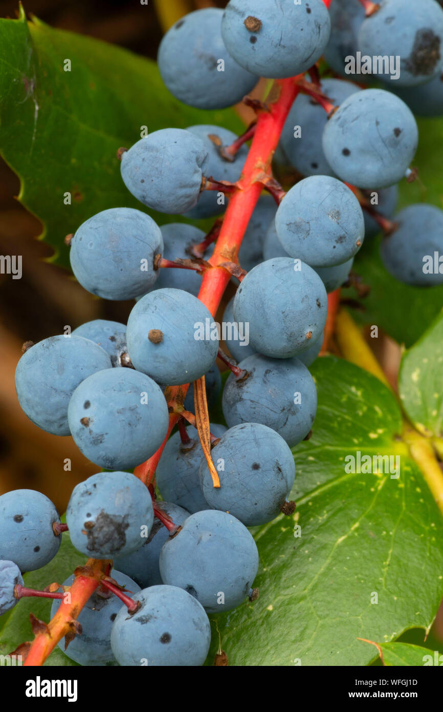 Oregon grape berries, Roaring Wild and Scenic River, West Cascades ...