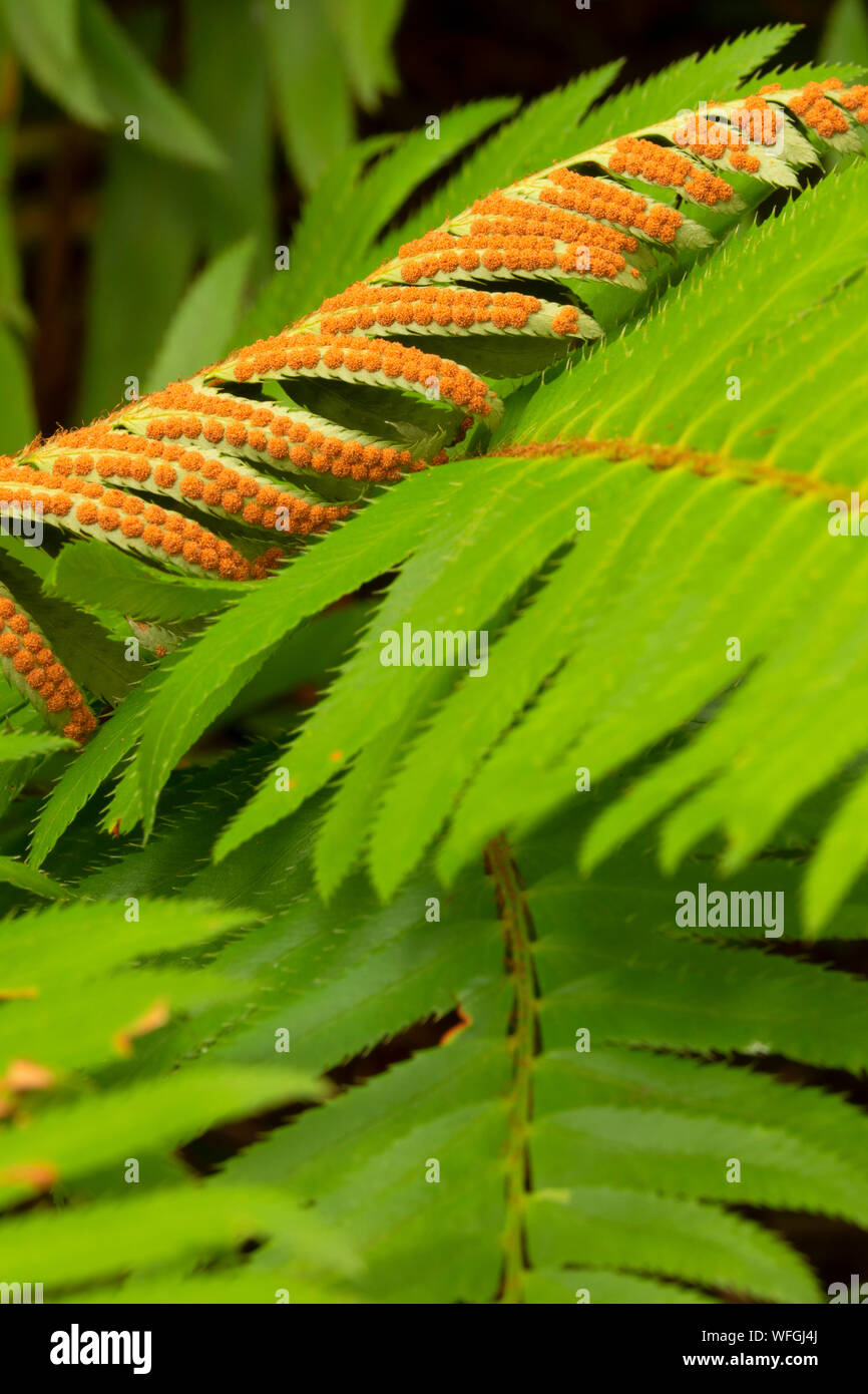 Western sword fern (Polystichum munitum) spores, Roaring Wild and ...