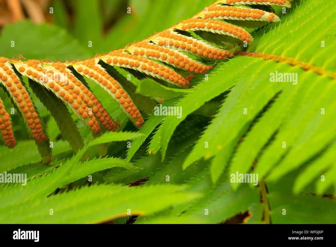 Western sword fern (Polystichum munitum) spores, Roaring Wild and ...