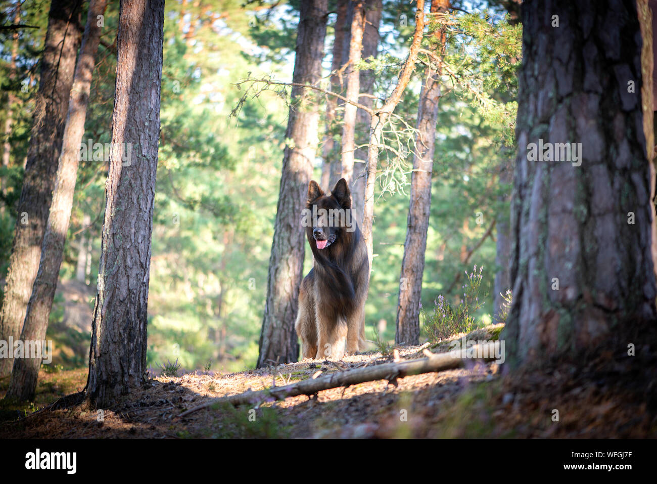 German shepherd in heather hi-res stock photography and images - Alamy