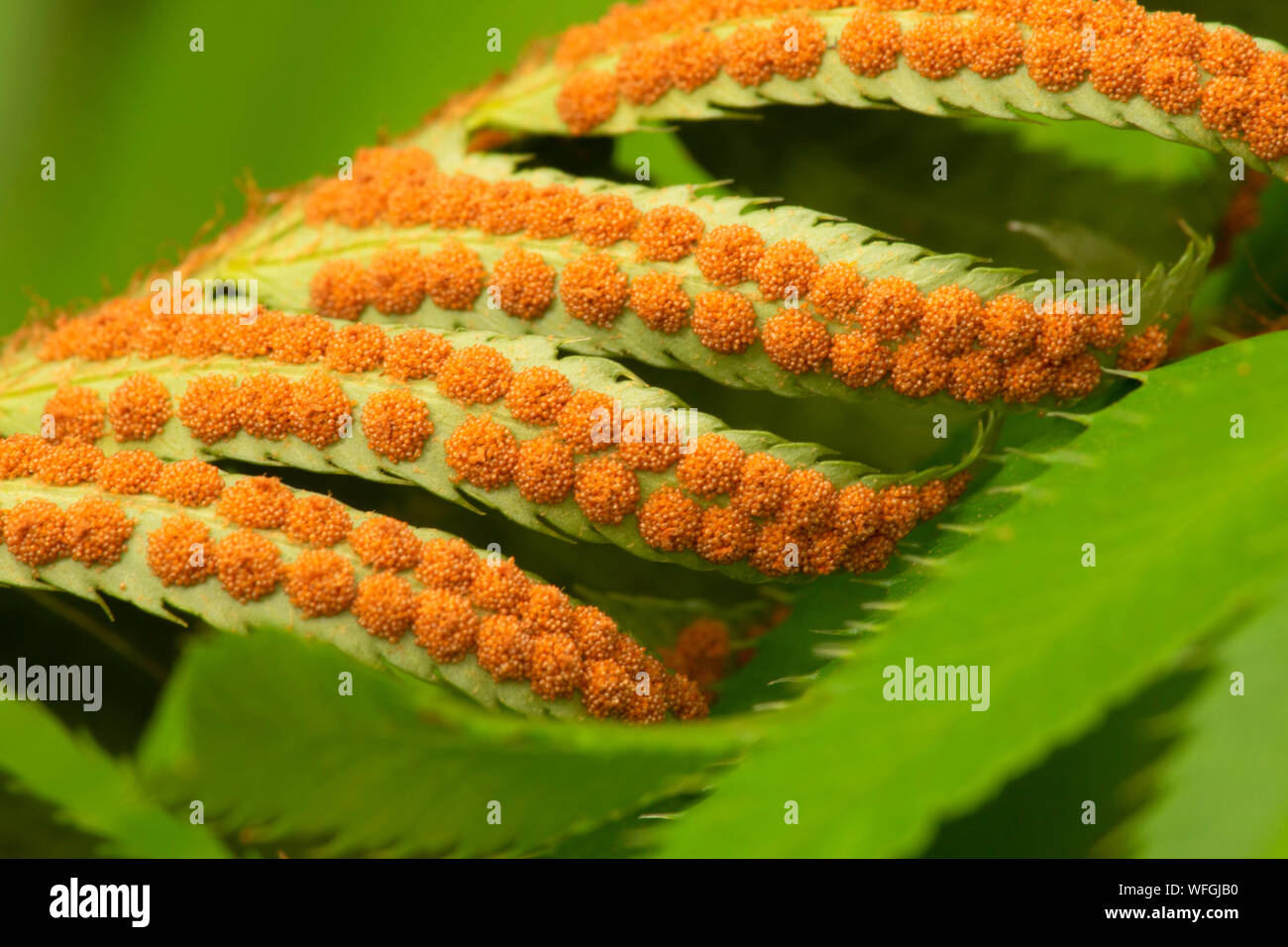 Western sword fern (Polystichum munitum) spores, Roaring Wild and ...