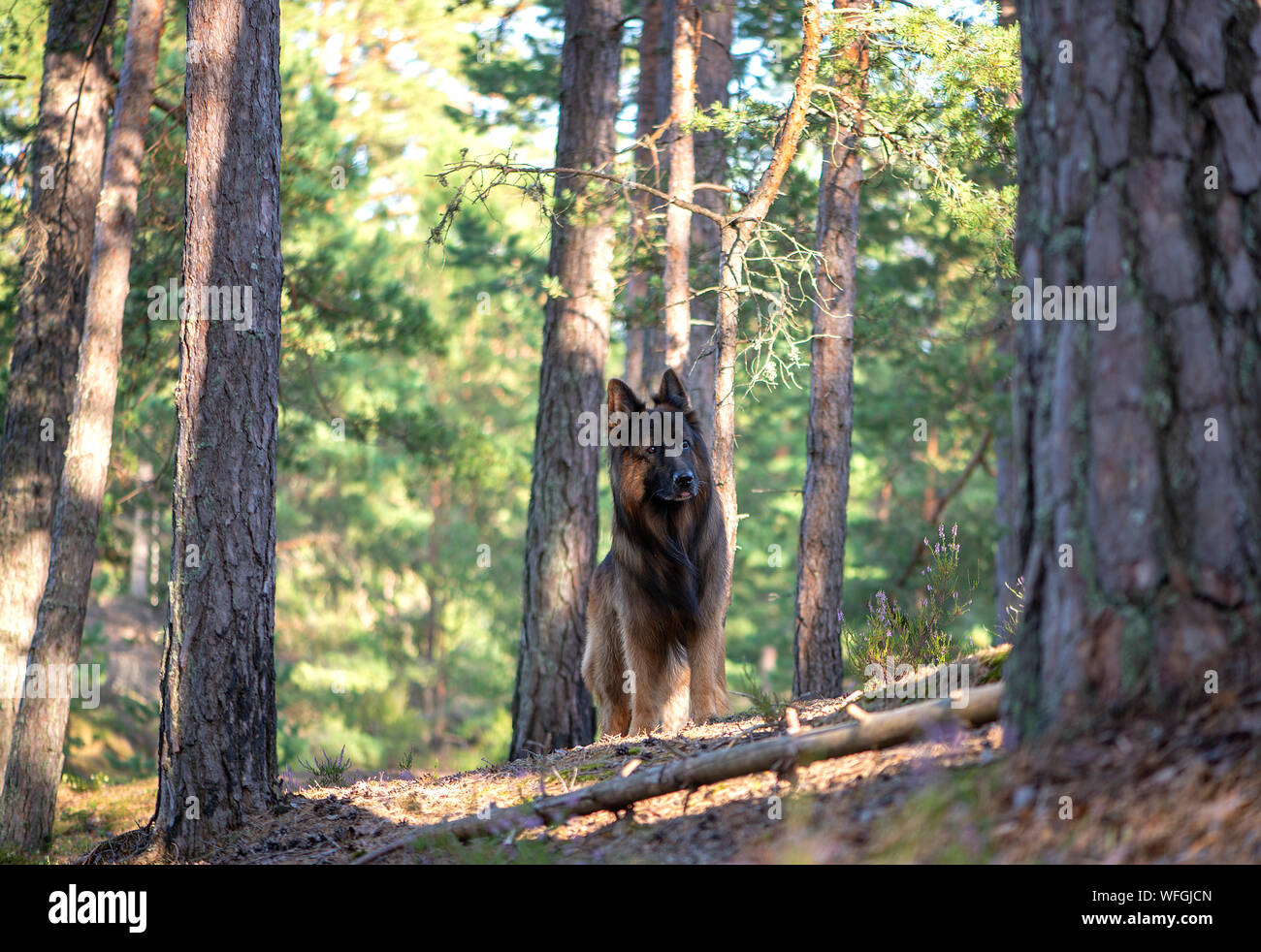 German shepherd in heather hi-res stock photography and images - Alamy