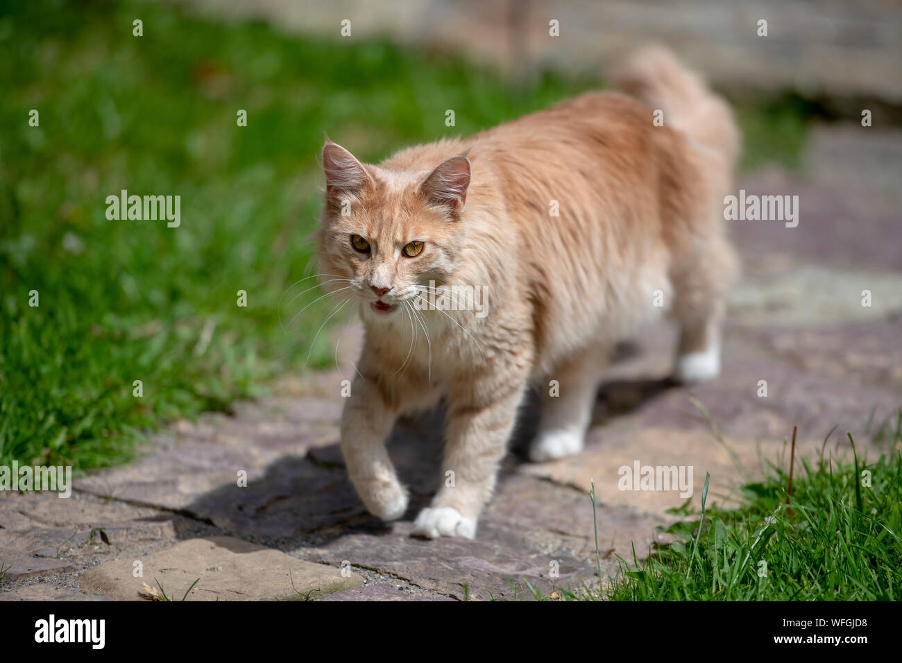 Main Coon cat walking in the garden Stock Photo - Alamy