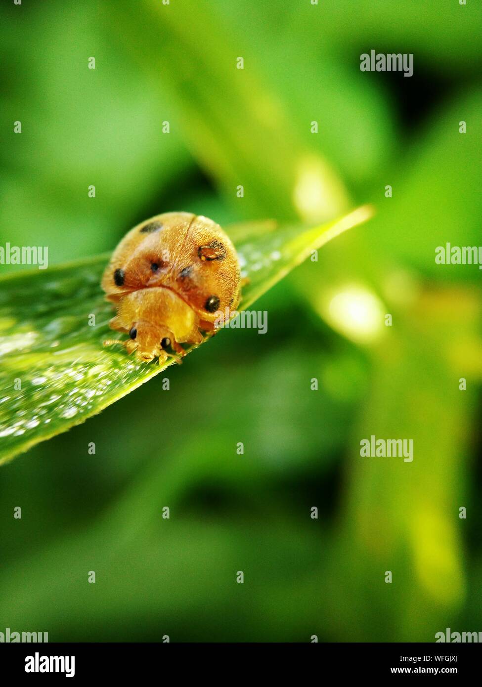 Ladybug antenna hi-res stock photography and images - Alamy