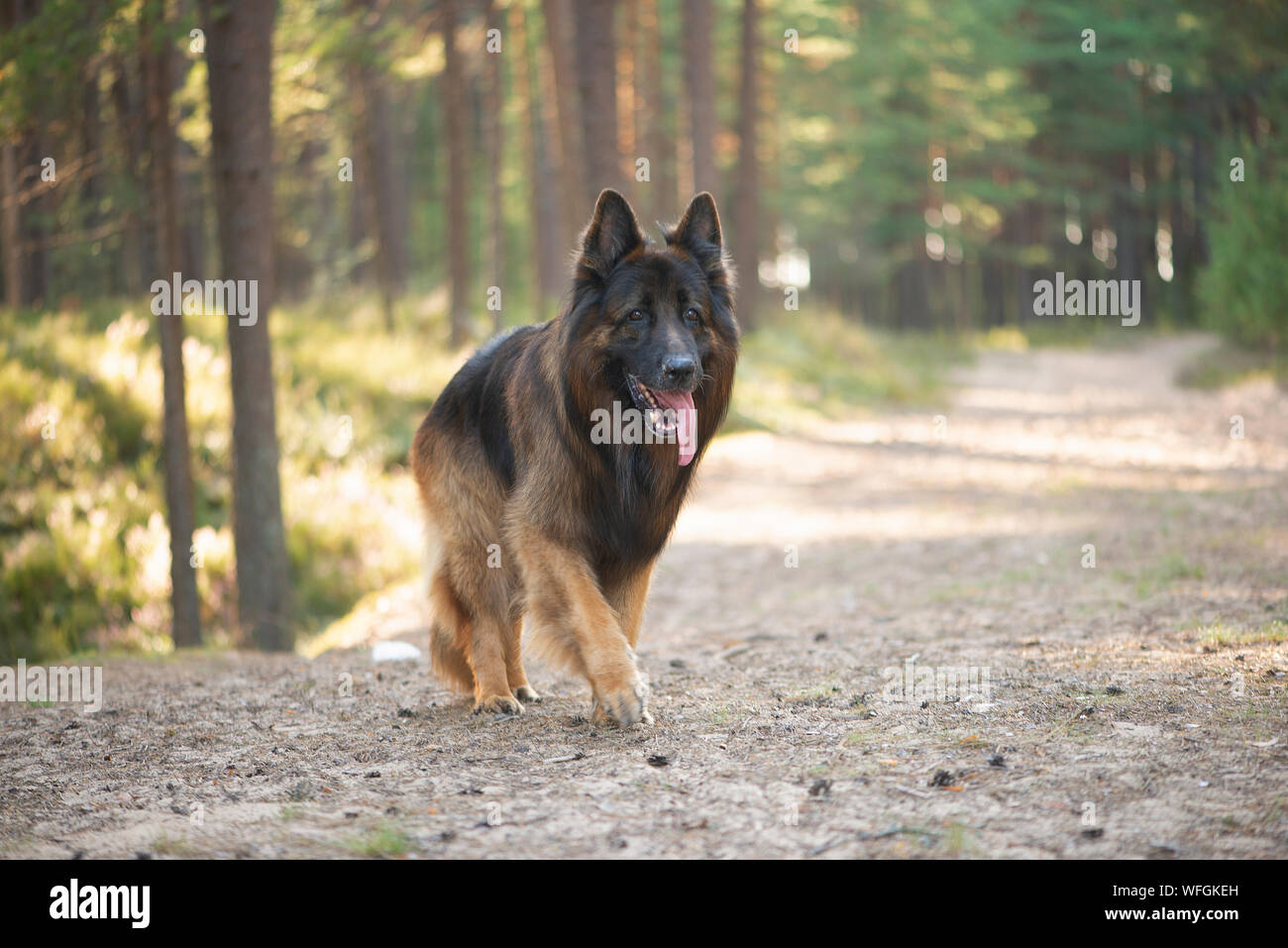 German Shepherd dog walking in forest Stock Photo - Alamy