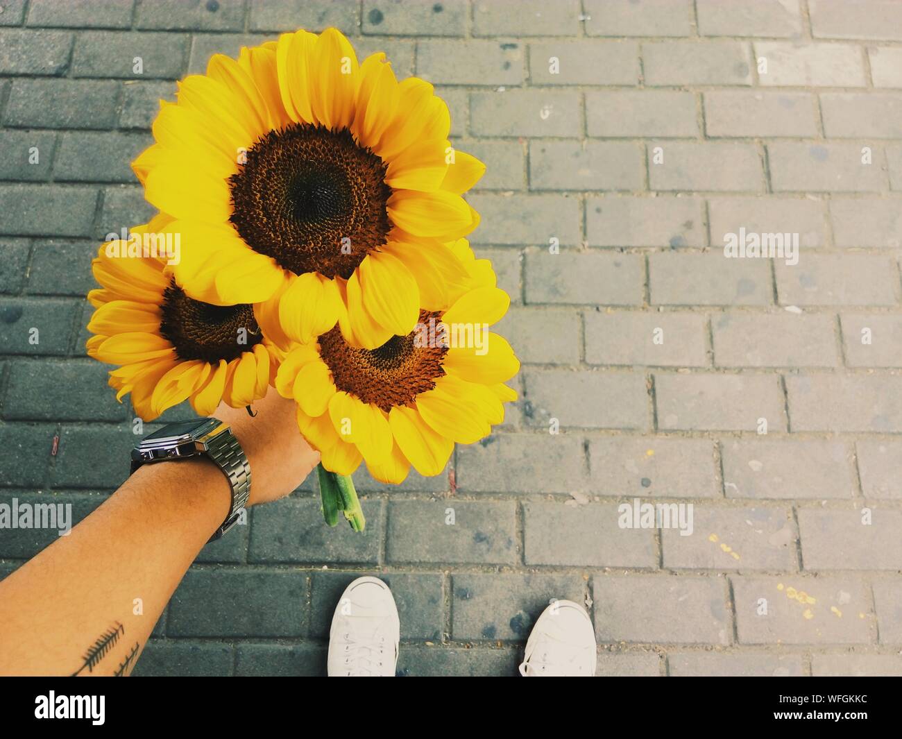 Hand holding yellow sunflower on hi-res stock photography and images ...