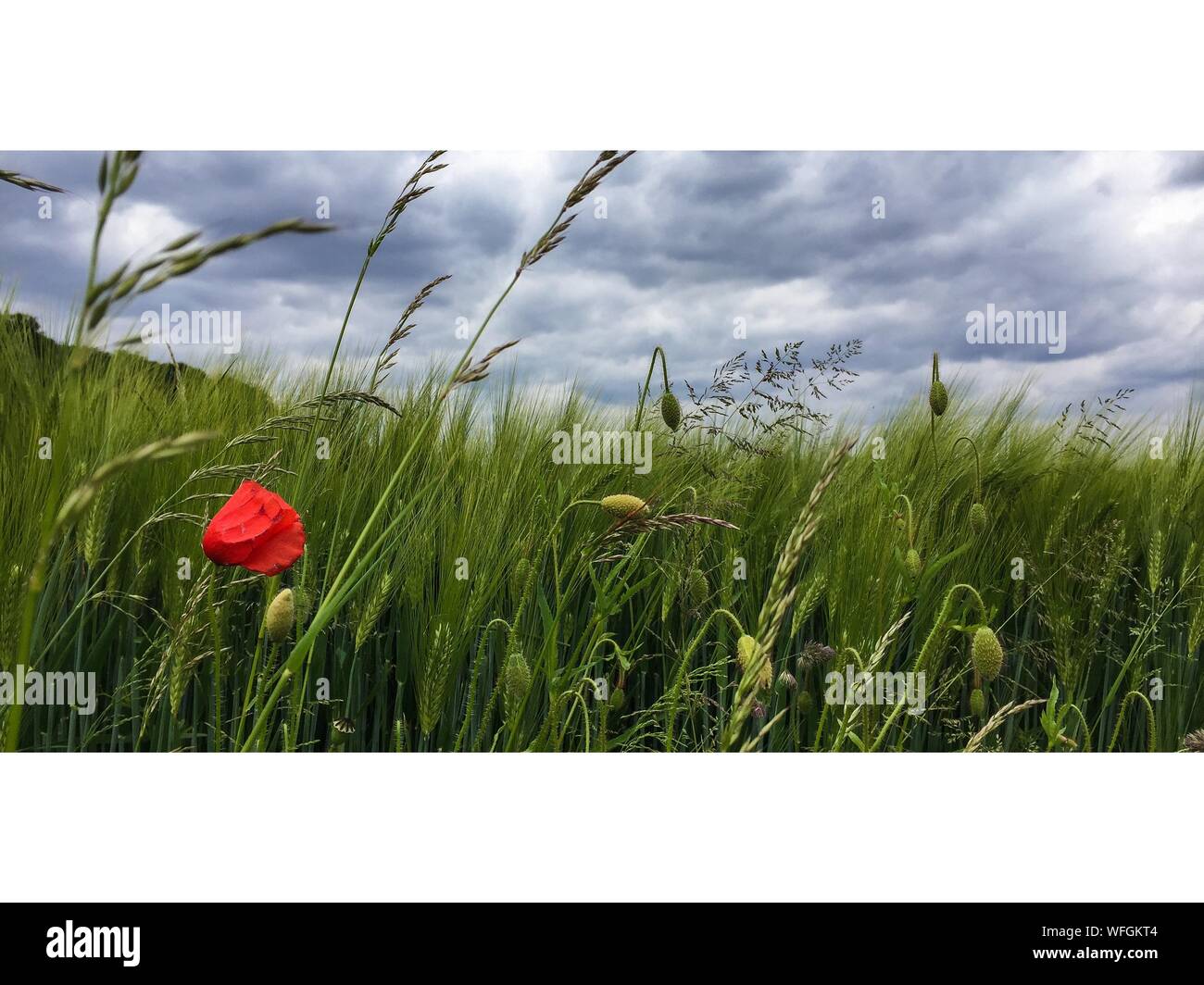 Poppy flower farm with nature hi-res stock photography and images - Alamy