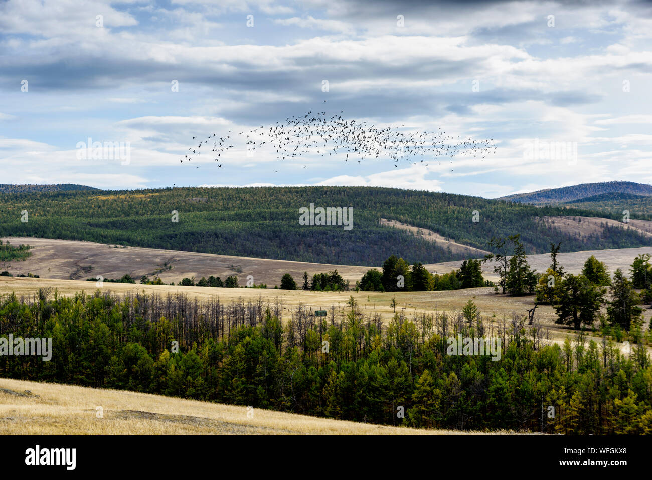 Forest and mountains of Siberia with beautiful cloudy sky and crows ...