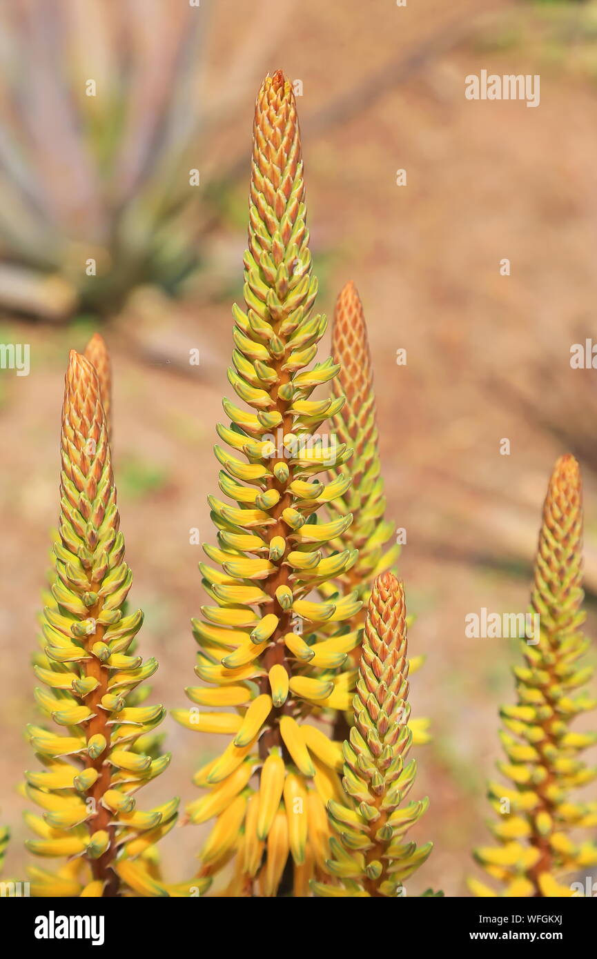 Genus aloe hi-res stock photography and images - Alamy
