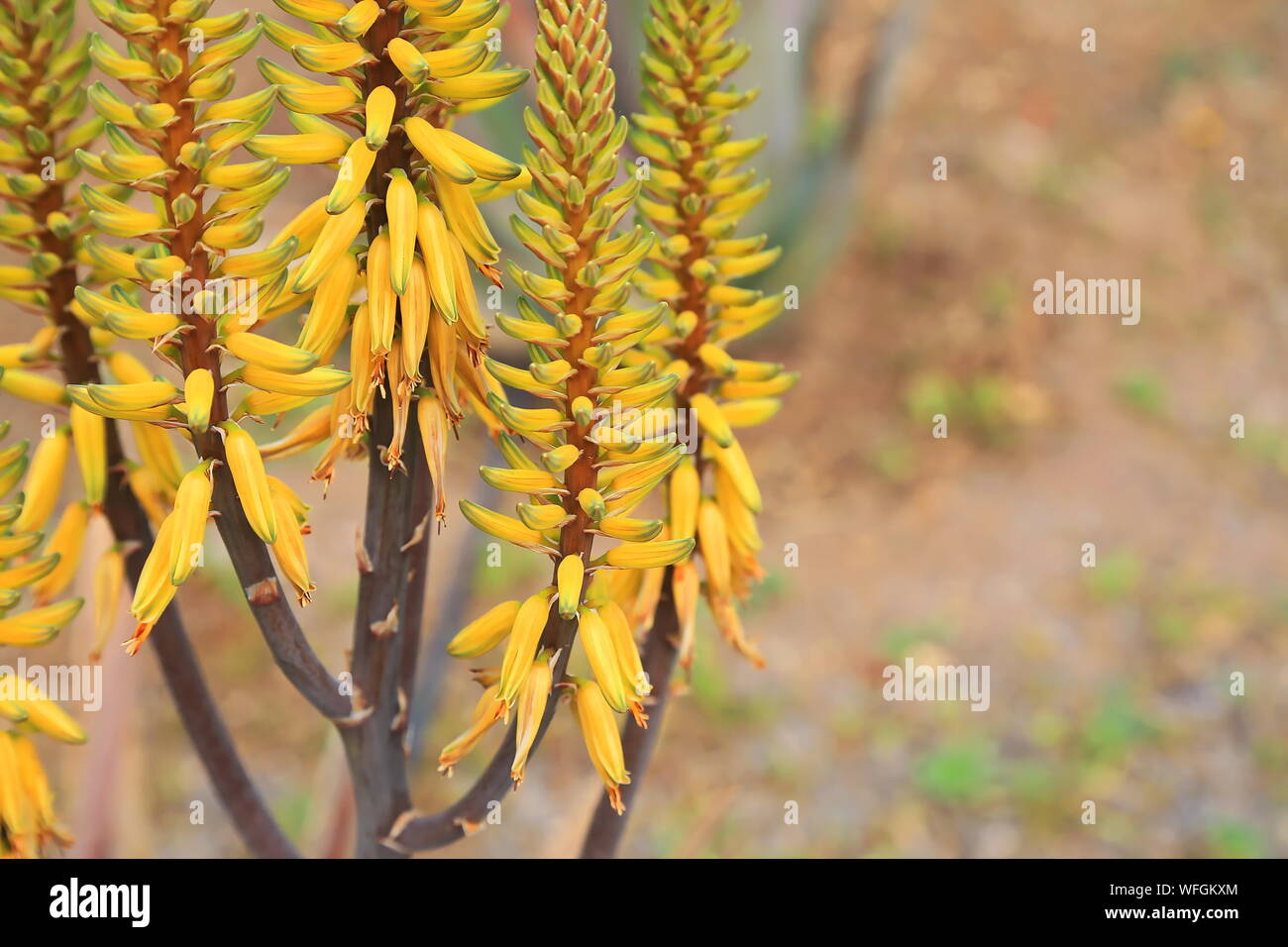 The true aloe is a plant of the genus Aloe Stock Photo - Alamy
