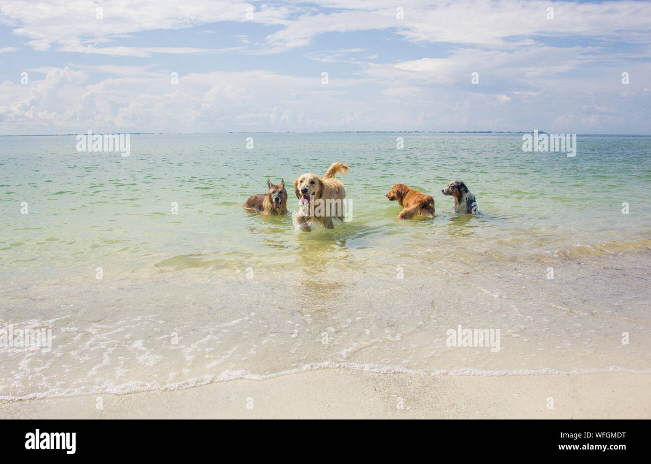 Four dogs playing in the ocean, United States Stock Photo - Alamy