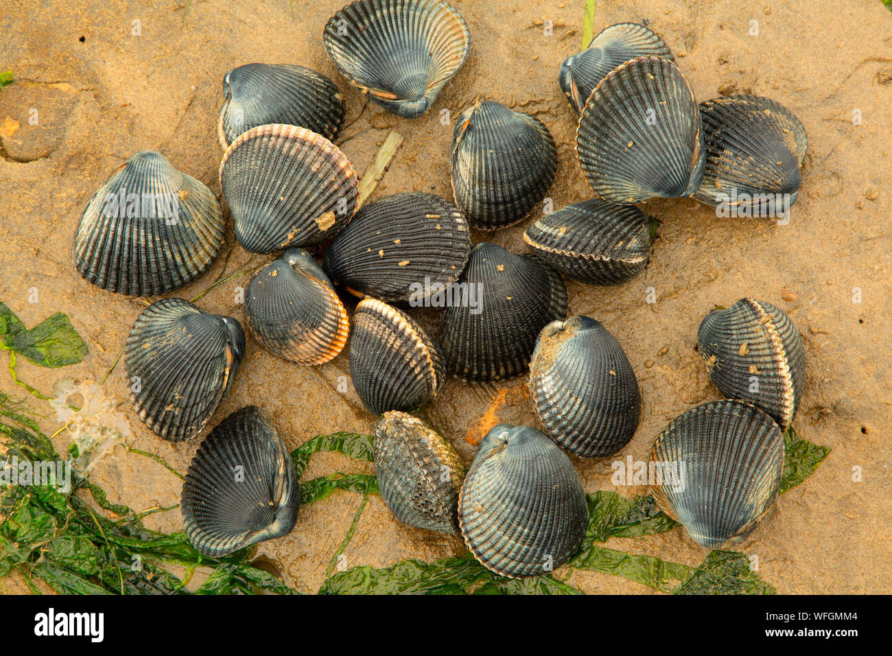 Clinocardium nuttallii hi-res stock photography and images - Alamy