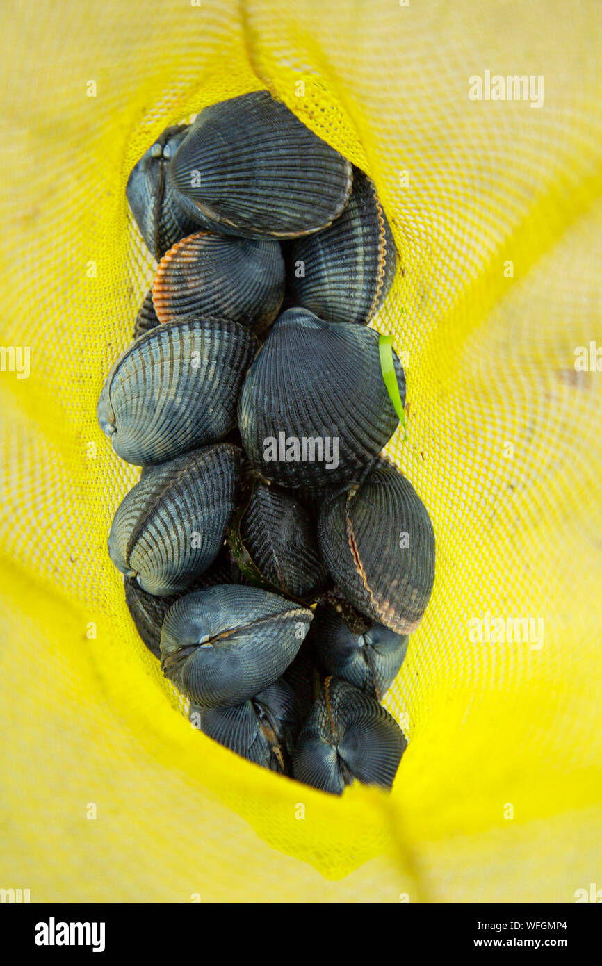 Cockles in clam bag at Alsea Bay, Waldport, Oregon Stock Photo - Alamy