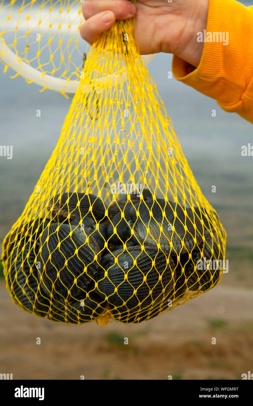 Cockle cockles bivalve clam clams hi-res stock photography and images ...