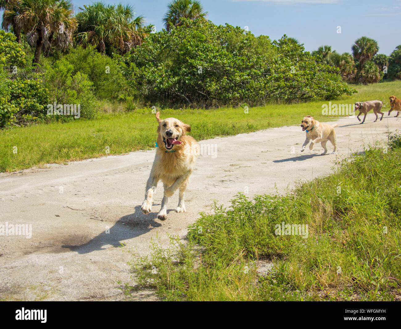 Four dogs running along a footpath, United States Stock Photo - Alamy