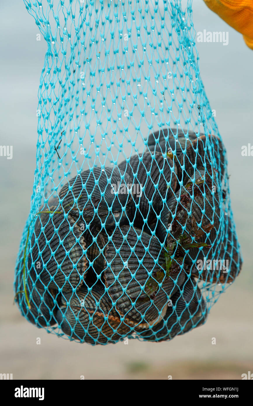 Oregon clams hi-res stock photography and images - Alamy