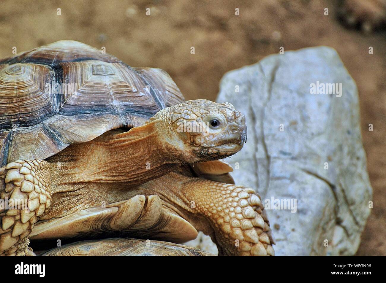 Male turtles hi-res stock photography and images - Alamy