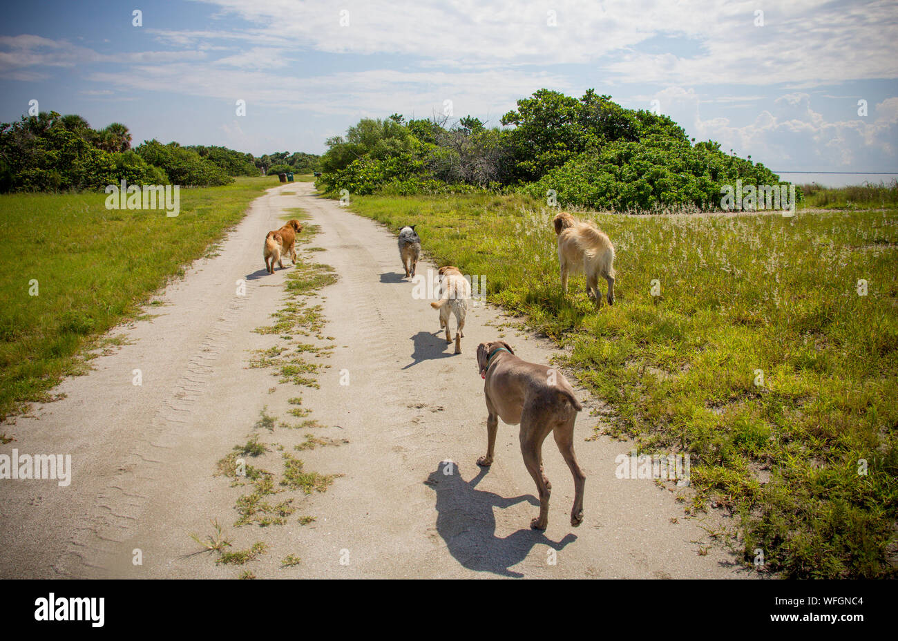Labrador running rear view hi-res stock photography and images - Alamy