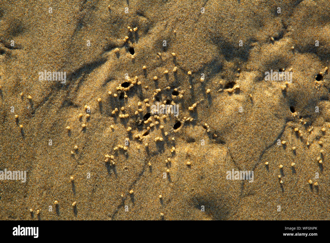 Low tide burrows in sand, Carl G. Washburne Memorial State Park, Oregon ...