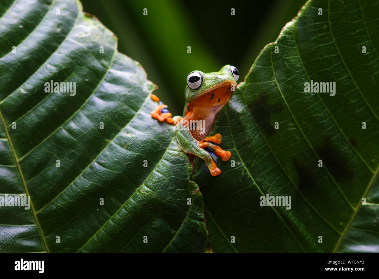 Wallace's flying frog on a leaf, Indonesia Stock Photo - Alamy