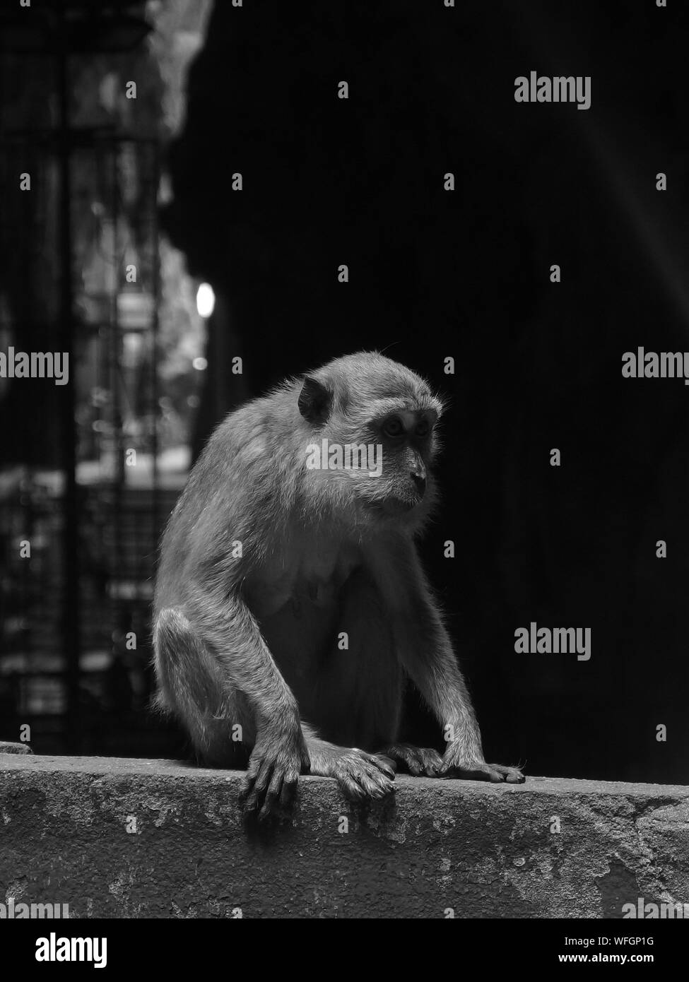 Monkey wall hi-res stock photography and images - Alamy