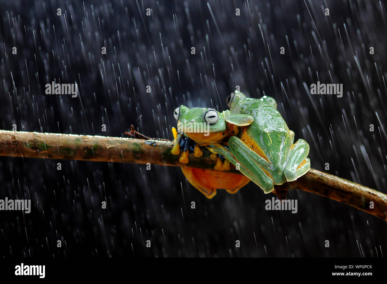 Two Wallace's flying frogs on a branch, Indonesia Stock Photo - Alamy