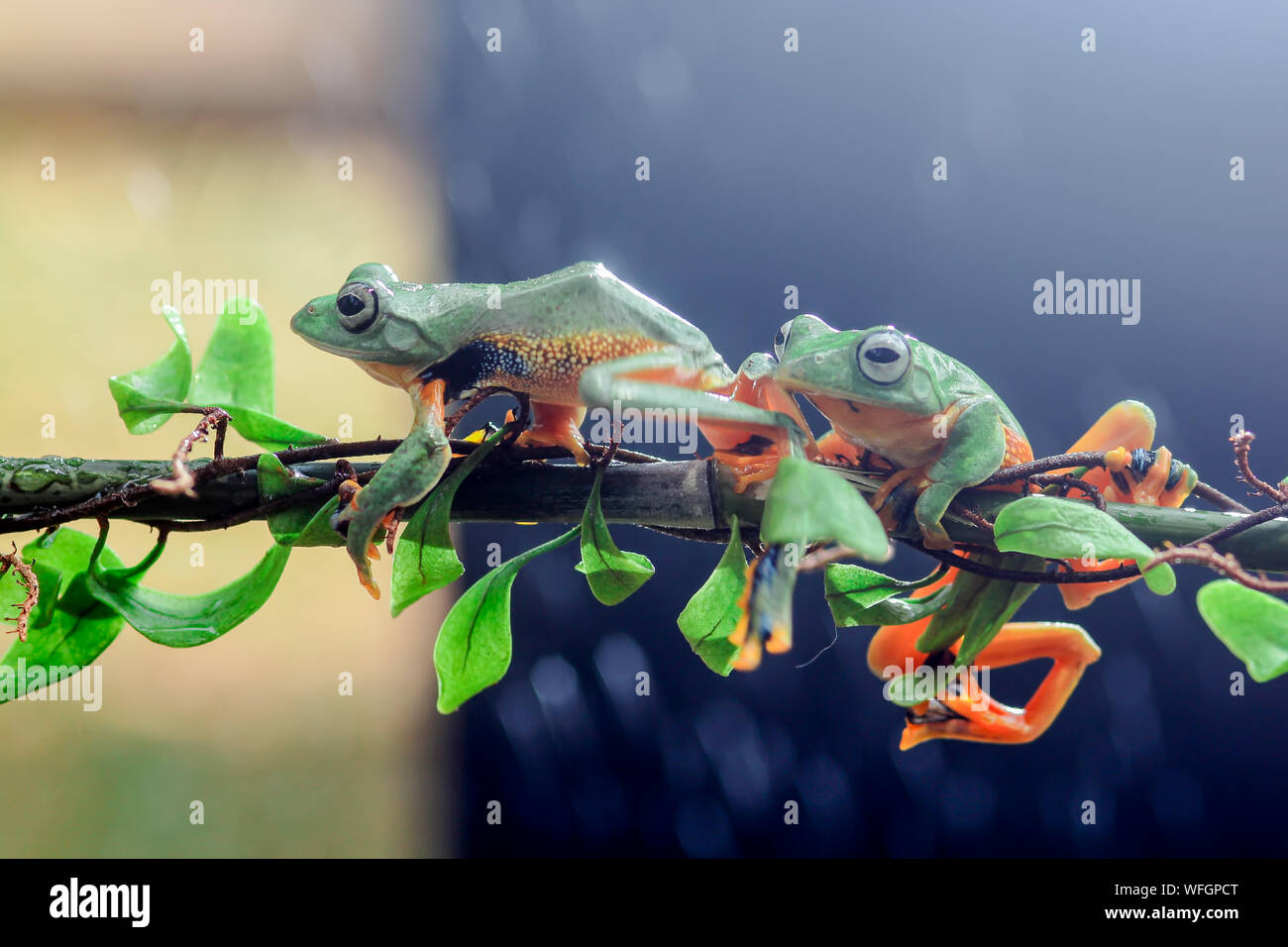 Two Wallace's flying frogs on a branch, Indonesia Stock Photo - Alamy