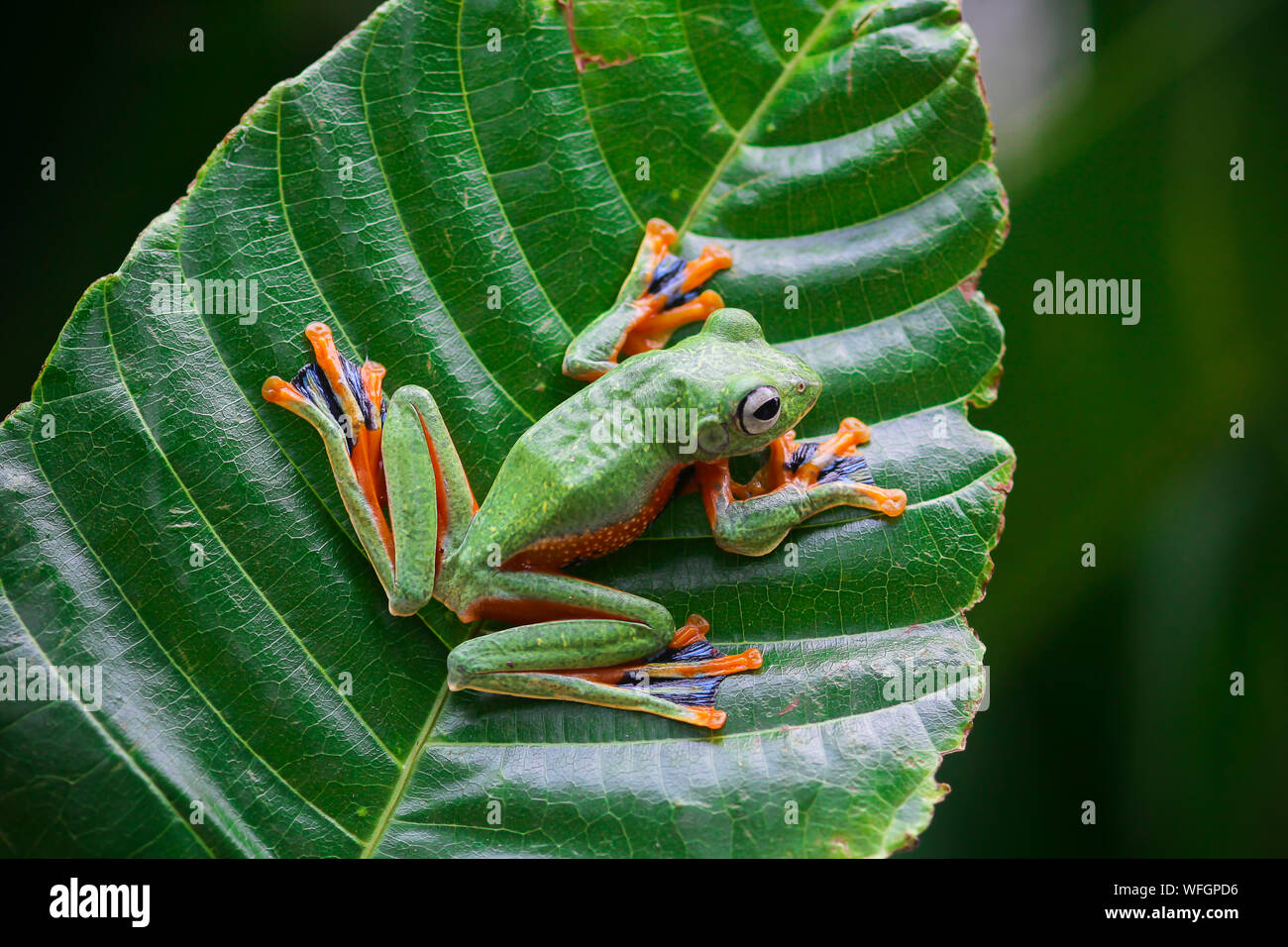 Wallaces flying frog hi-res stock photography and images - Alamy