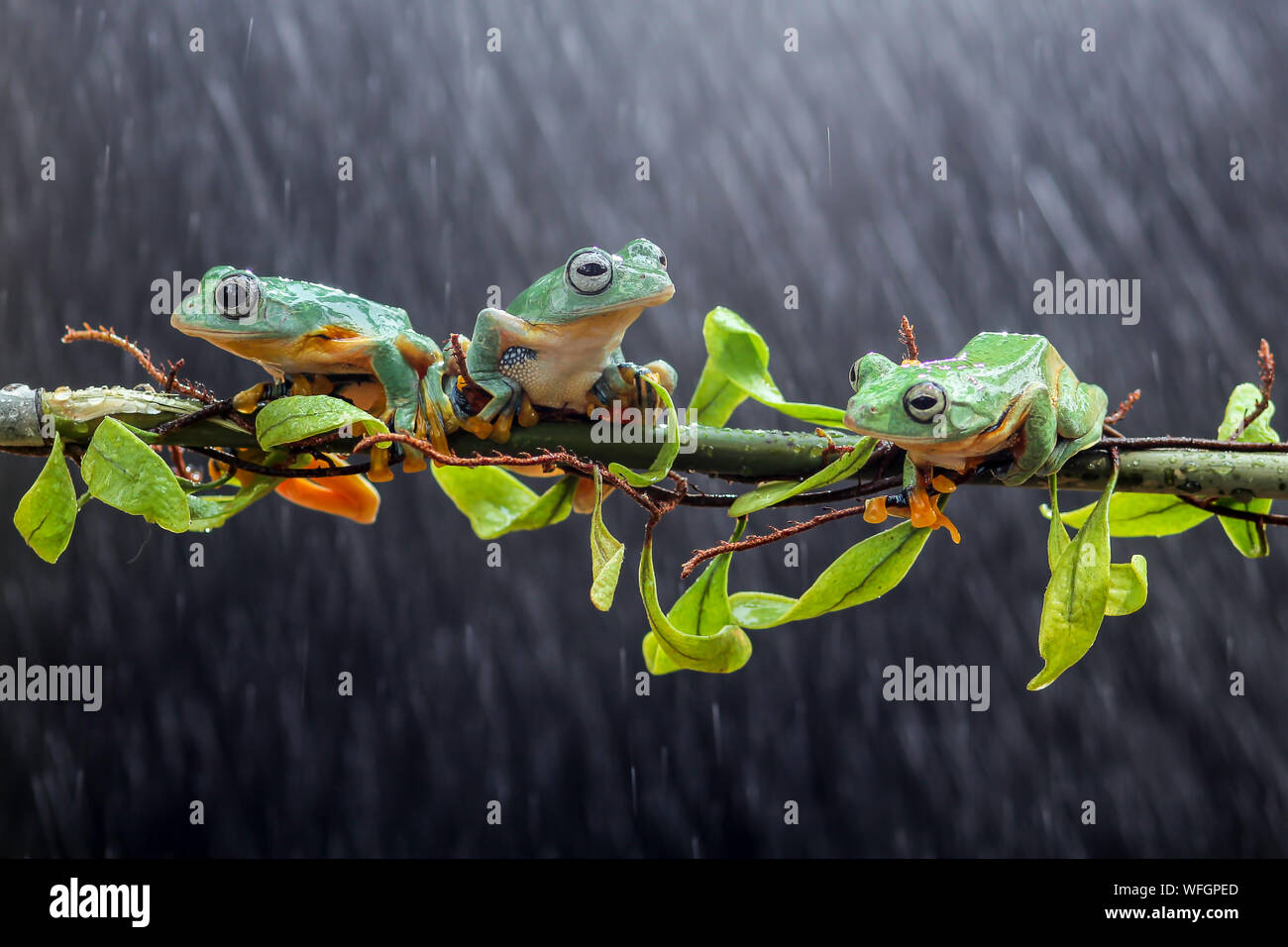 Three Wallace's flying frogs on a branch, Indonesia Stock Photo - Alamy