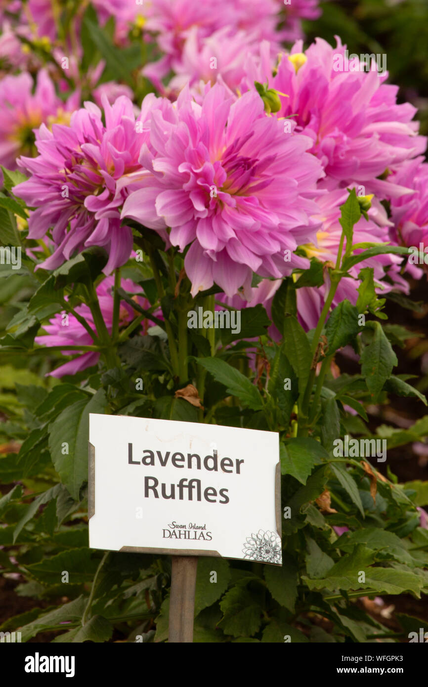 Blossom identification hi-res stock photography and images - Alamy