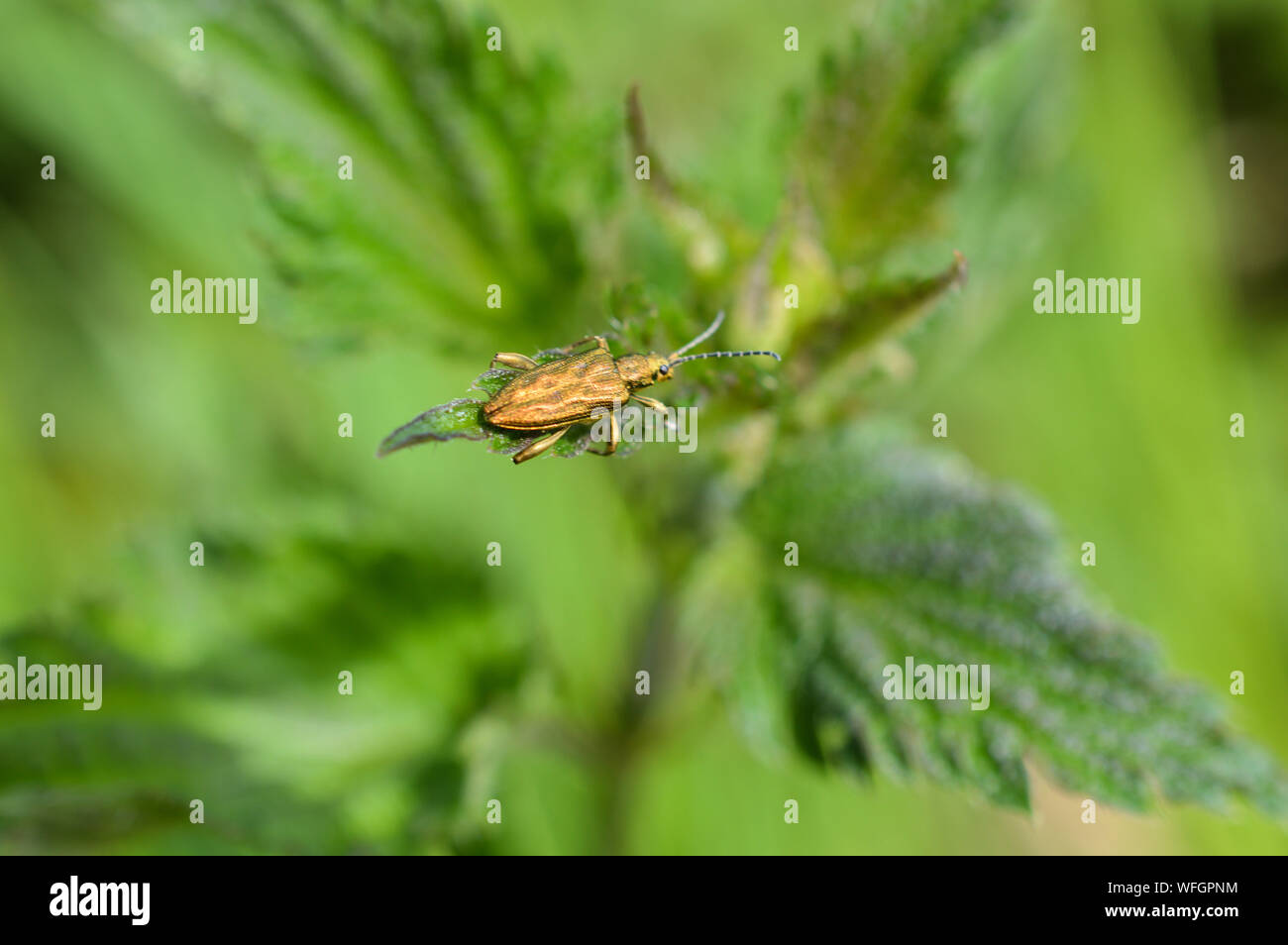 Nettle bug hi-res stock photography and images - Alamy