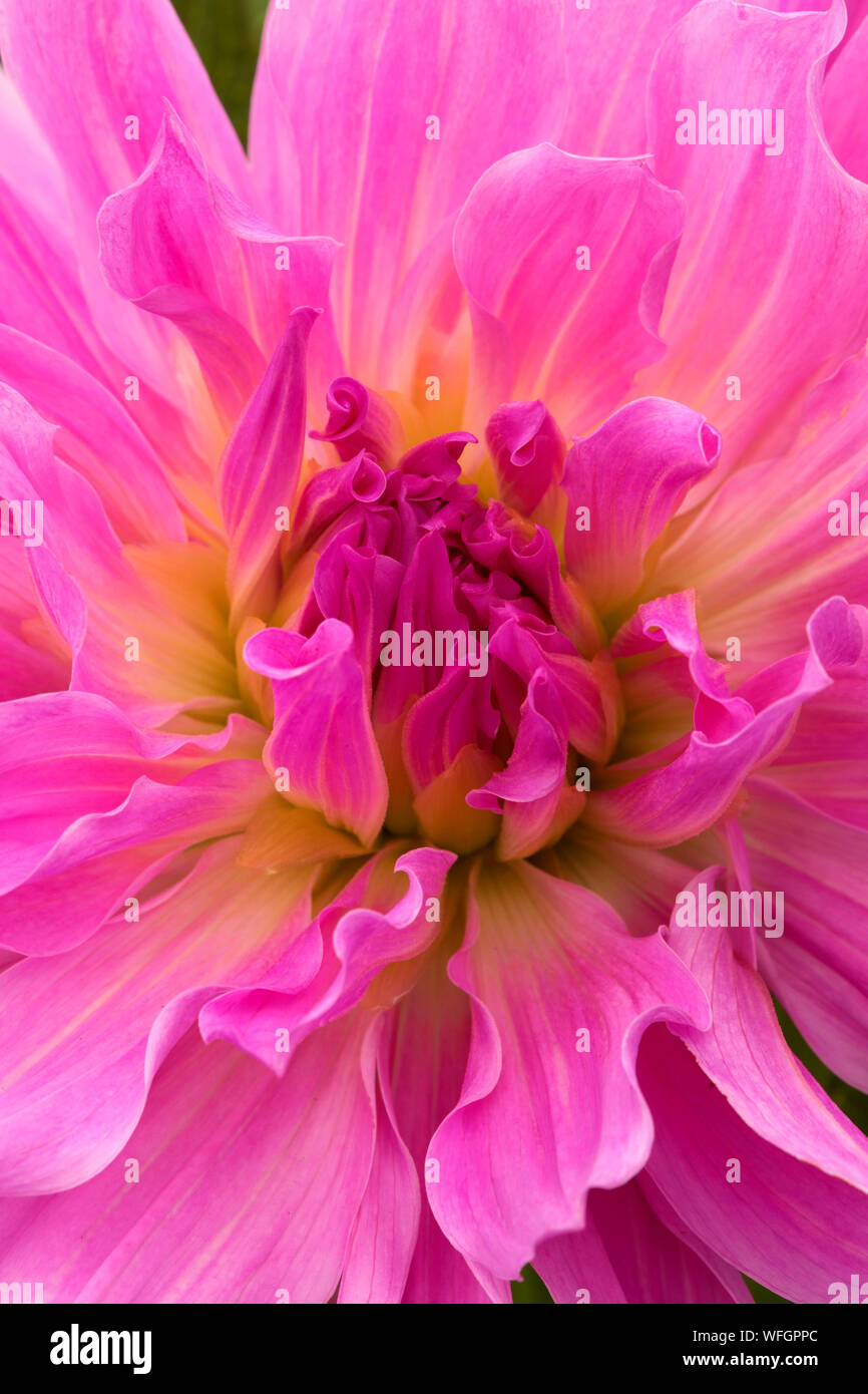 Lavender ruffles hi-res stock photography and images - Alamy