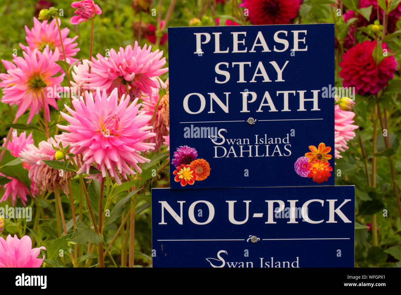 Hokey Pokey dahlia with sign, Swan Island Dahlias, Canby, Oregon Stock ...