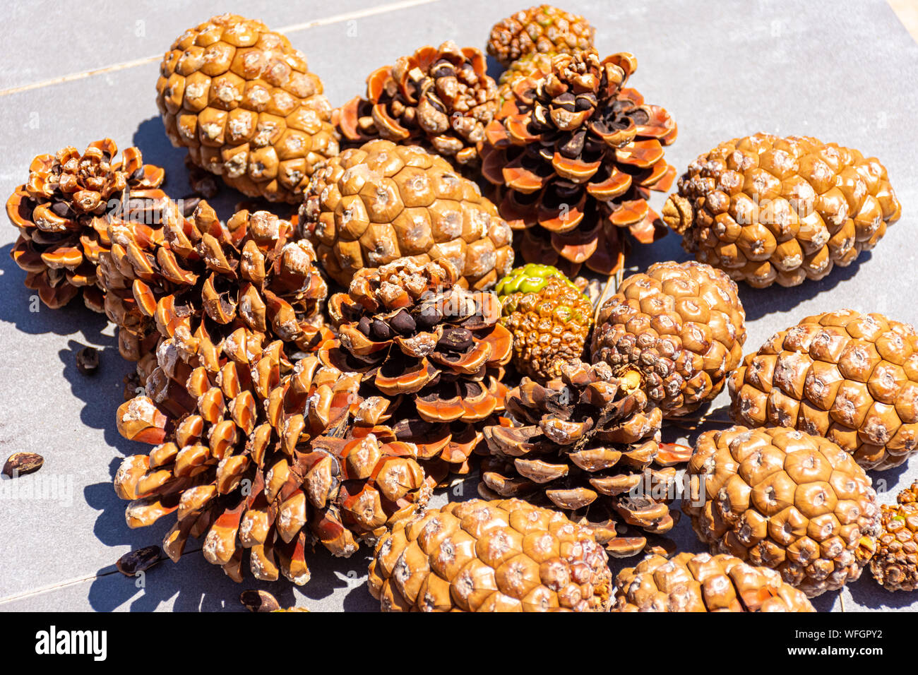 Set of sun-dried pine cones Stock Photo - Alamy