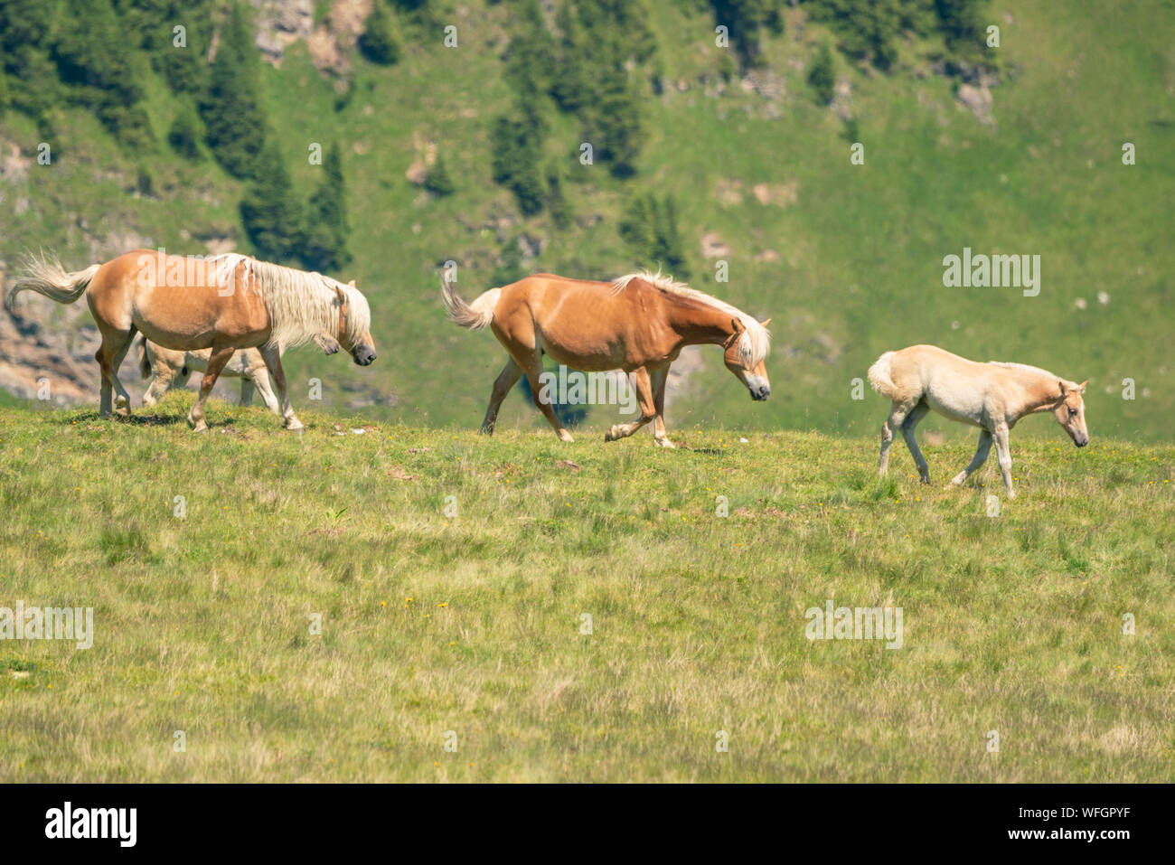 Wild animals alps hi-res stock photography and images - Alamy