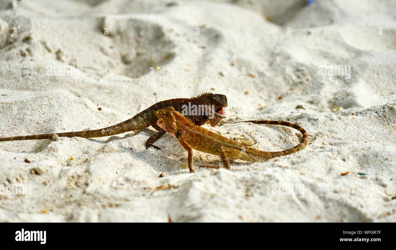 Desert Lizards High Resolution Stock Photography and Images - Alamy