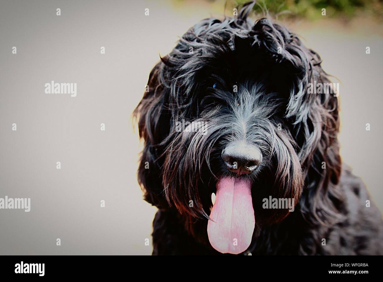 Cockapoo looking out hi-res stock photography and images - Alamy
