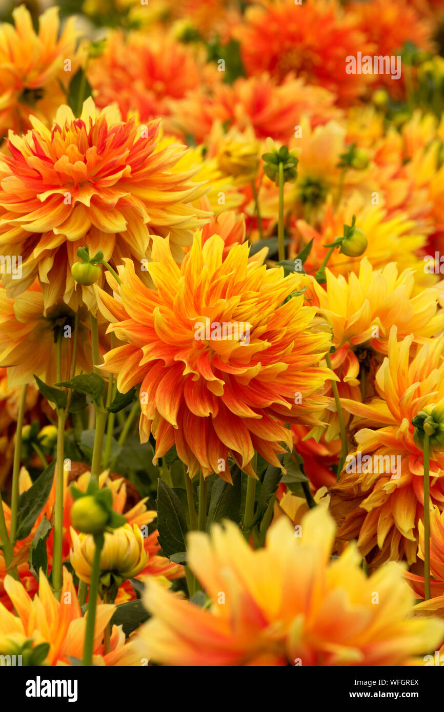 Dahlias dahlia farm canby oregon hi-res stock photography and images ...