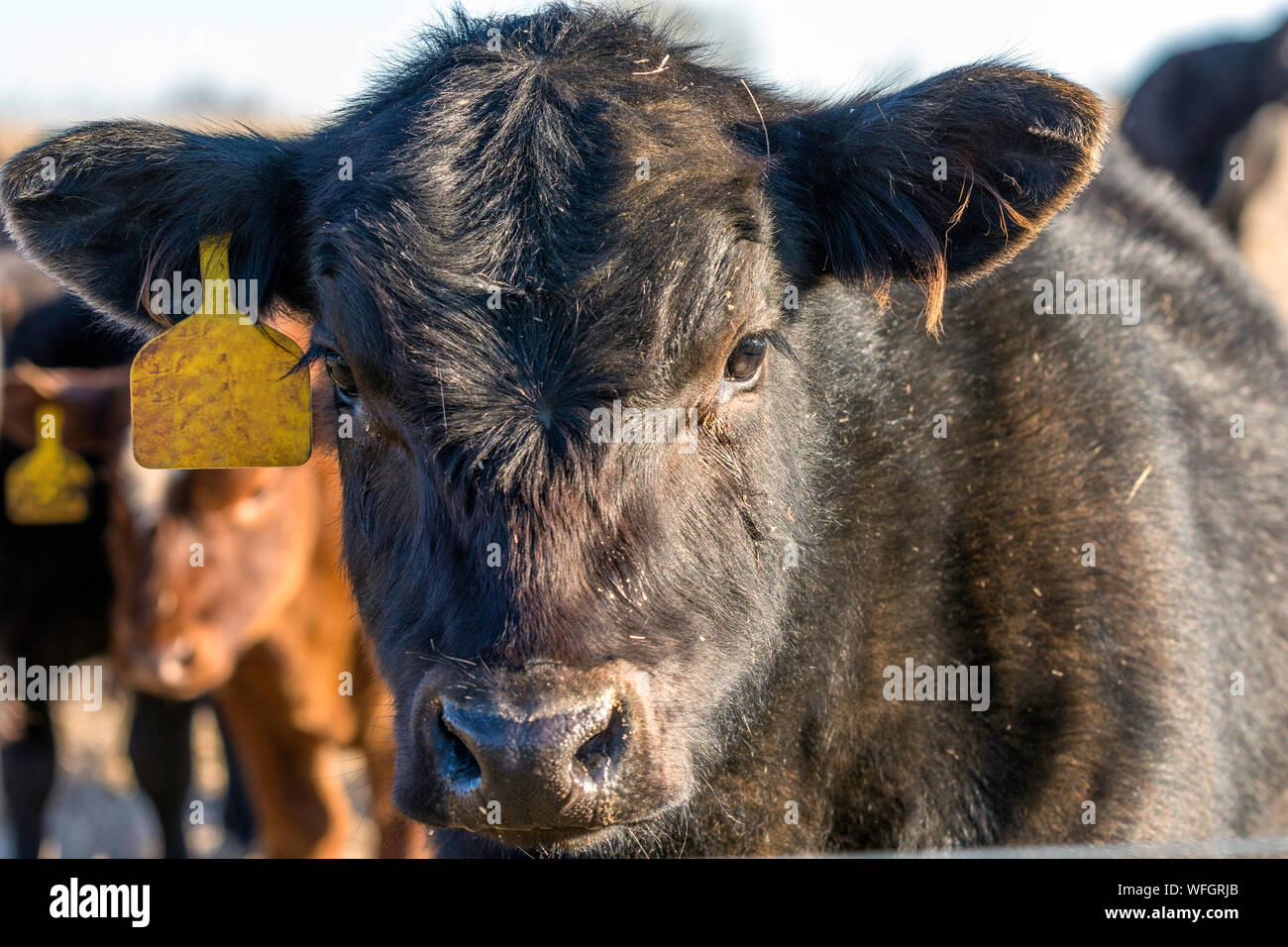 Livestock ear tag hi-res stock photography and images - Alamy
