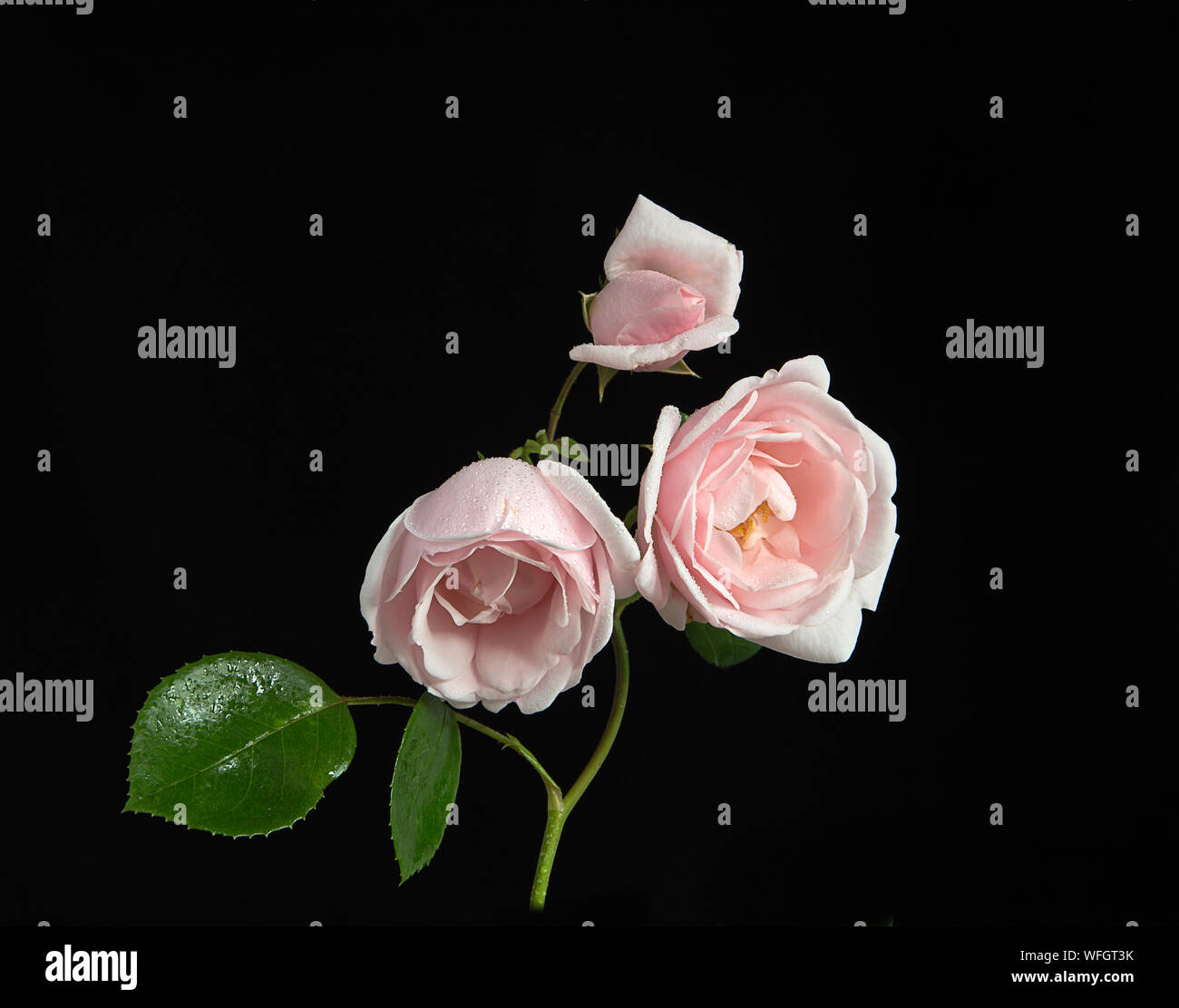 New dawn rose hi-res stock photography and images - Alamy