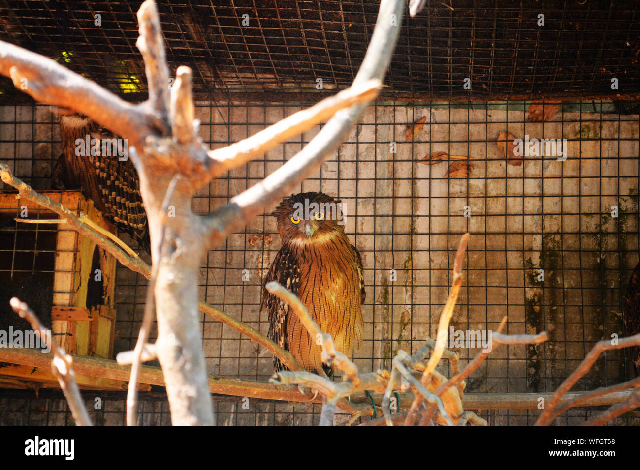 Owl In Cage High Resolution Stock Photography and Images - Alamy