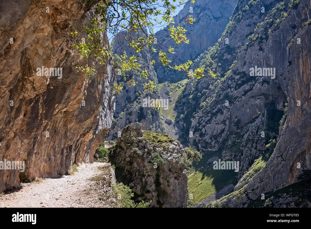 Plants Growing On Cliff High Resolution Stock Photography and Images ...