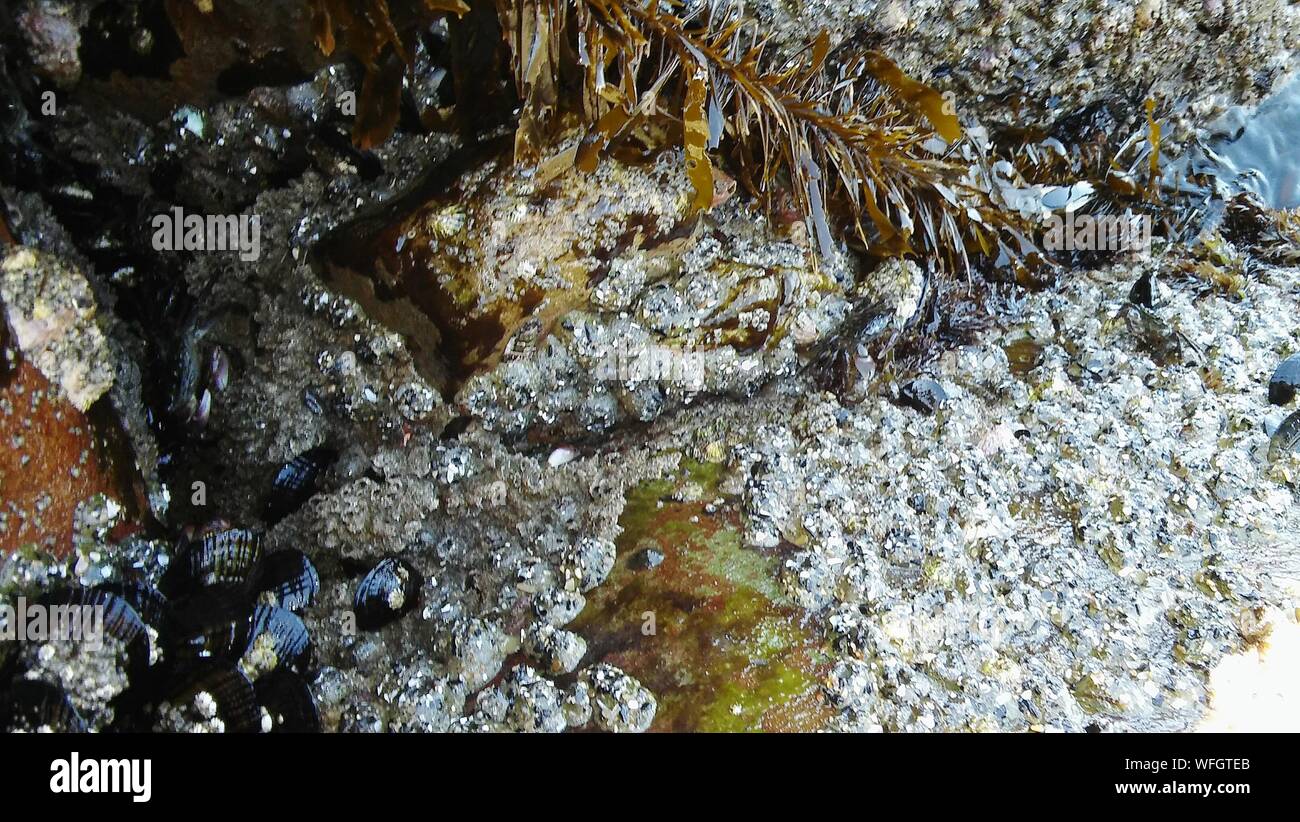 Barnacles beach hi-res stock photography and images - Alamy
