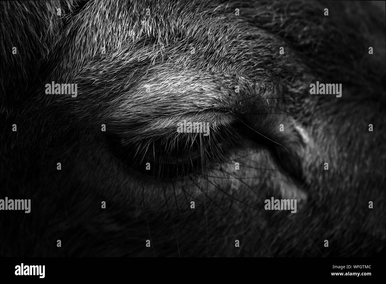 Cow eye hi-res stock photography and images - Alamy