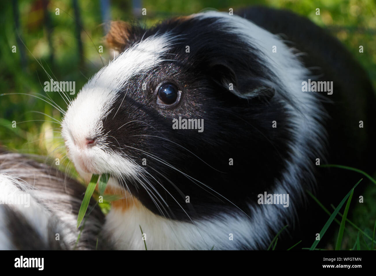 Guinea pig eating grass in a garden Stock Photo - Alamy